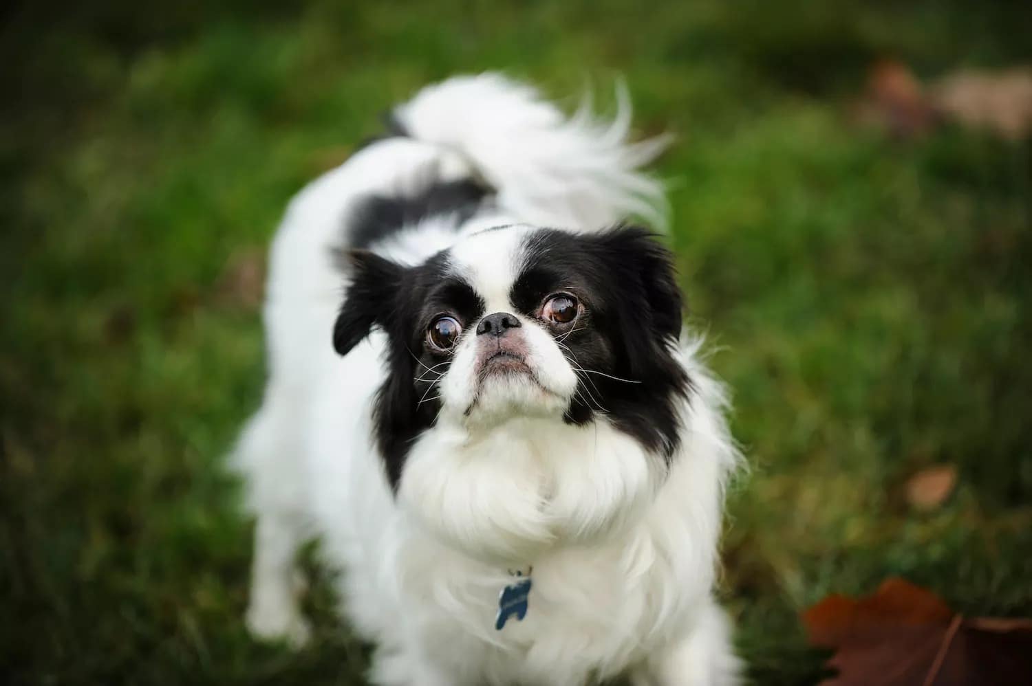 Les 7 types de races de chiens | Sos Croquettes