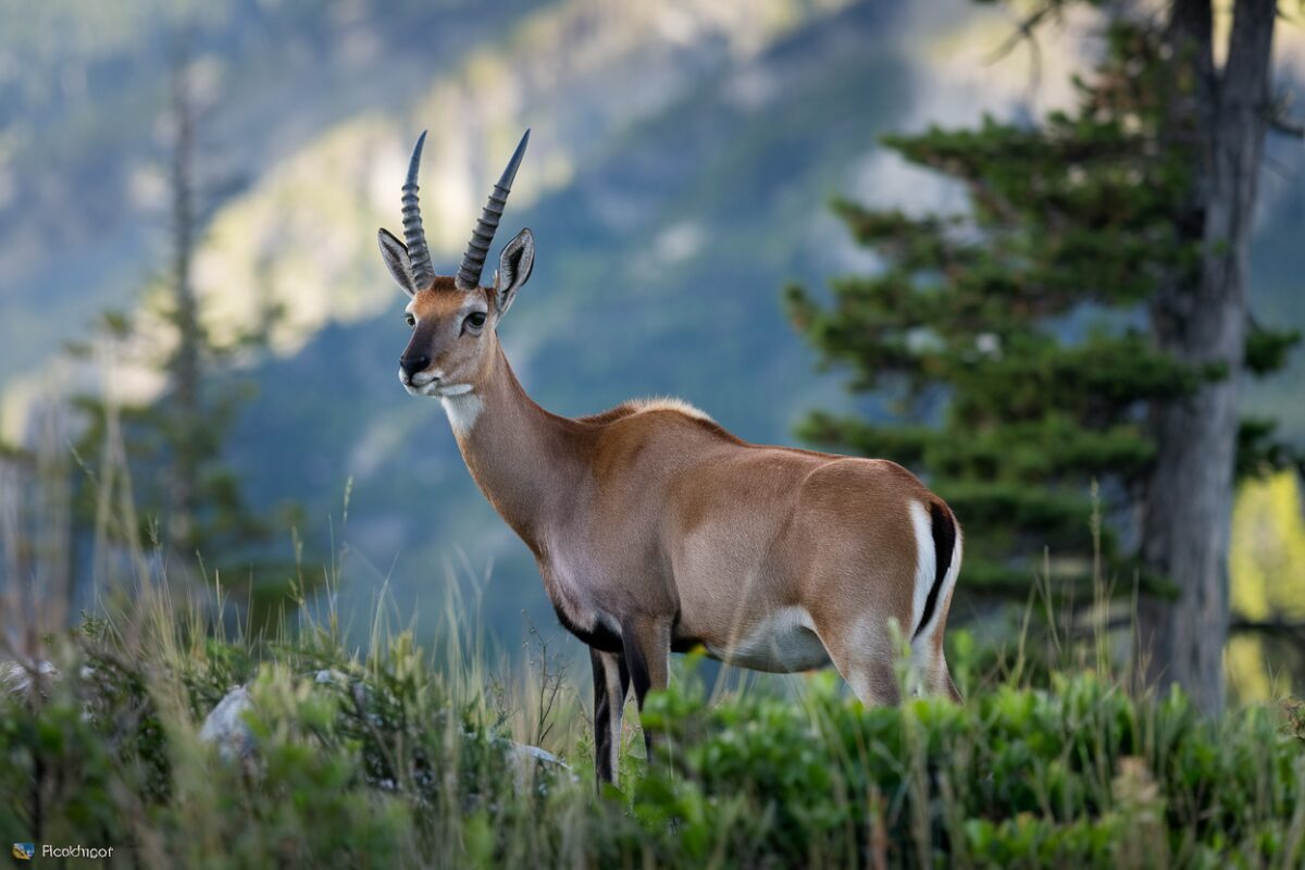Découverte : Une particularité génétique du saola, surnommé la licorne ...